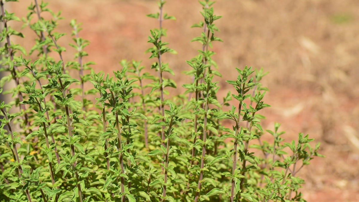 Majoran: Wirkung, Herkunft & Verwendungstipps | Laetitia
